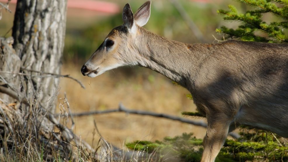 Pennsylvania Game Commission hosts seminar to combat Chronic Wasting ...