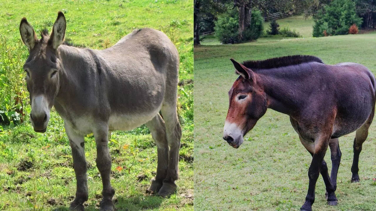 Donkeys vs. Mules: Comparing lifespan, physical traits, behaviour, and ...