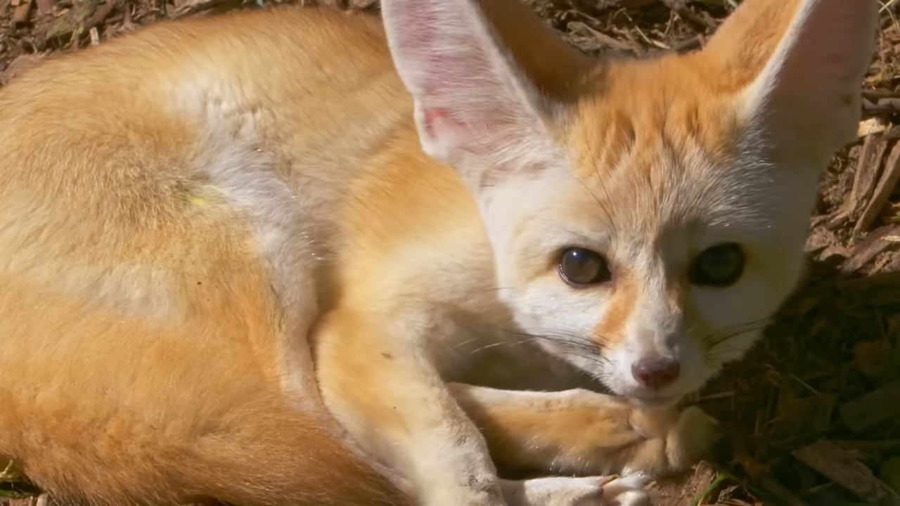 What makes the fennec fox so different from every other fox