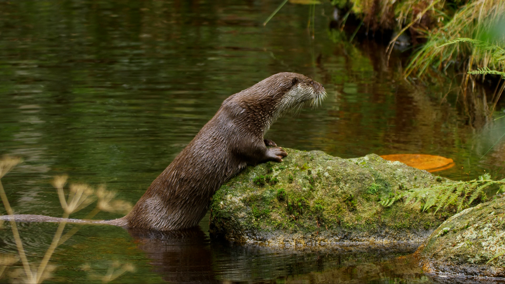 Een Otter Bij de Mossige Rots