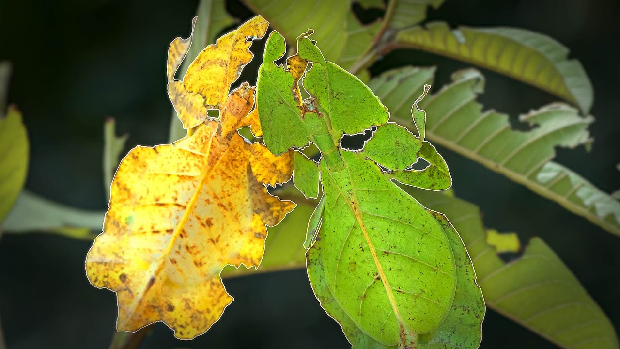 Can an insect's camouflage be too good?
