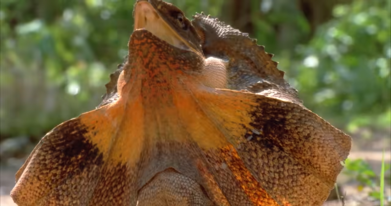 The fierce intelligence that made the dingo Australia’s true ruler