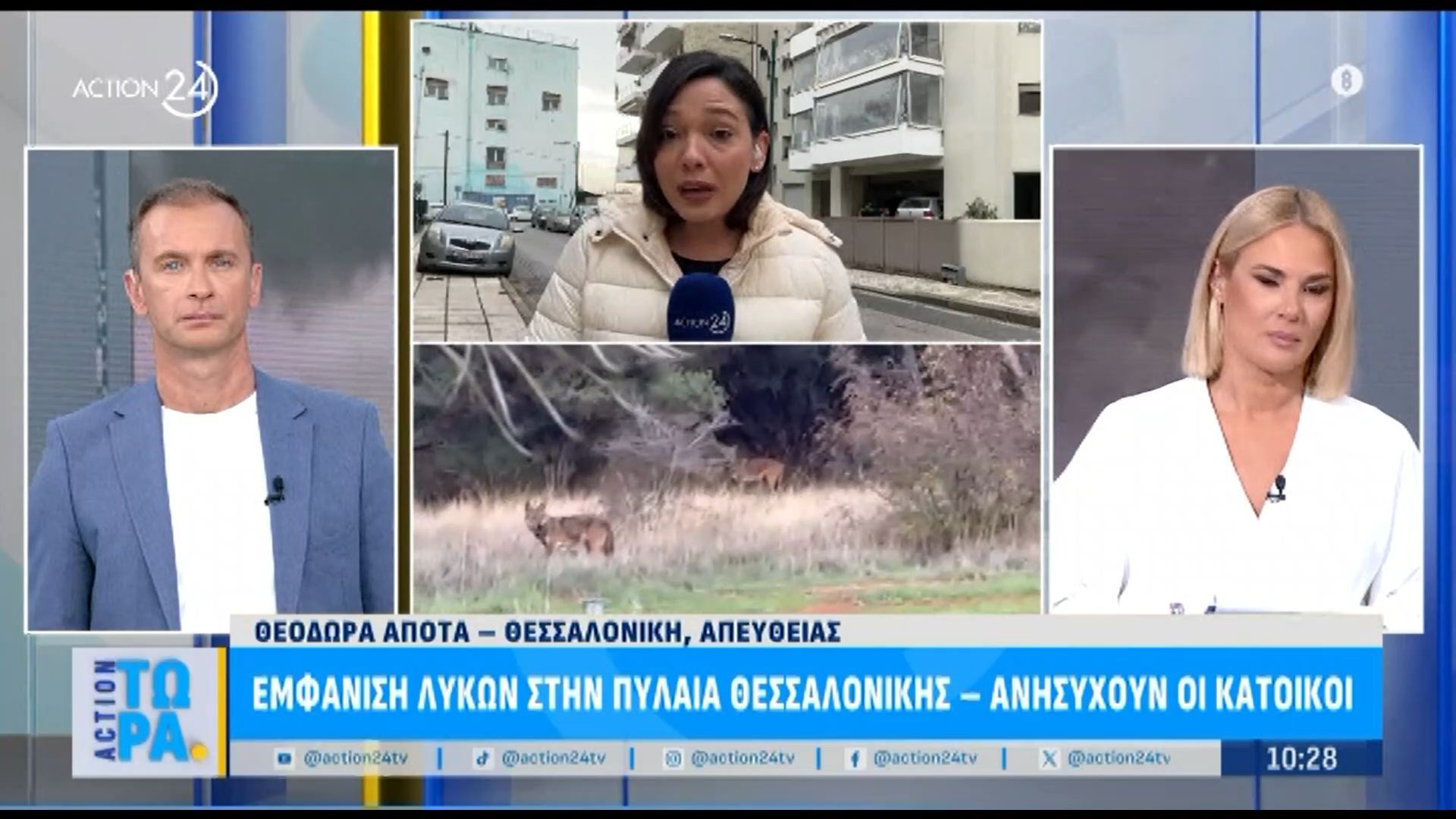 Αγριογούρουνα εμφανίστηκαν στα Διαβατά - Αγέλη λύκων στην Πυλαία