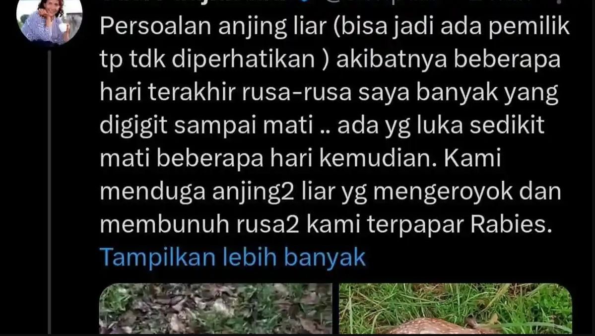 Kronologi Rusa Peliharaan Susi Pudjiastuti Mati Diserang Anjing Liar ...