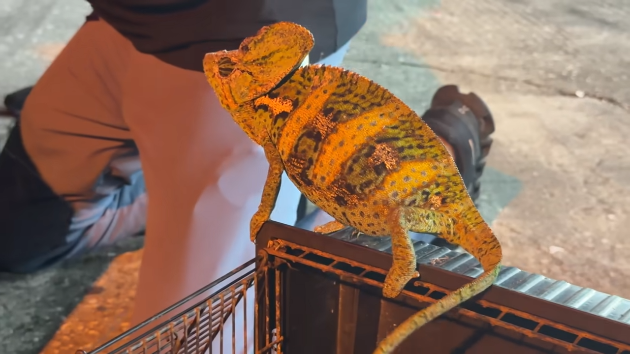 Florida’s hidden chameleons and the mission to catch them