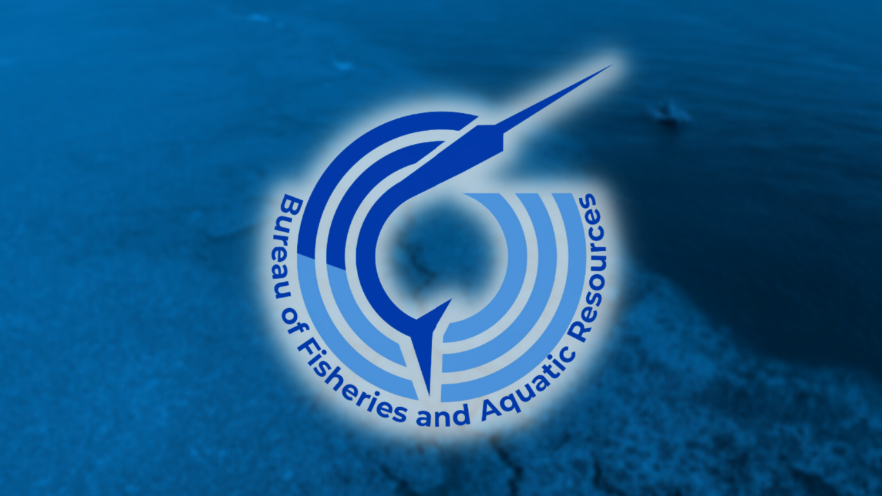 Closed fishing season in Visayan Sea begins – BFAR