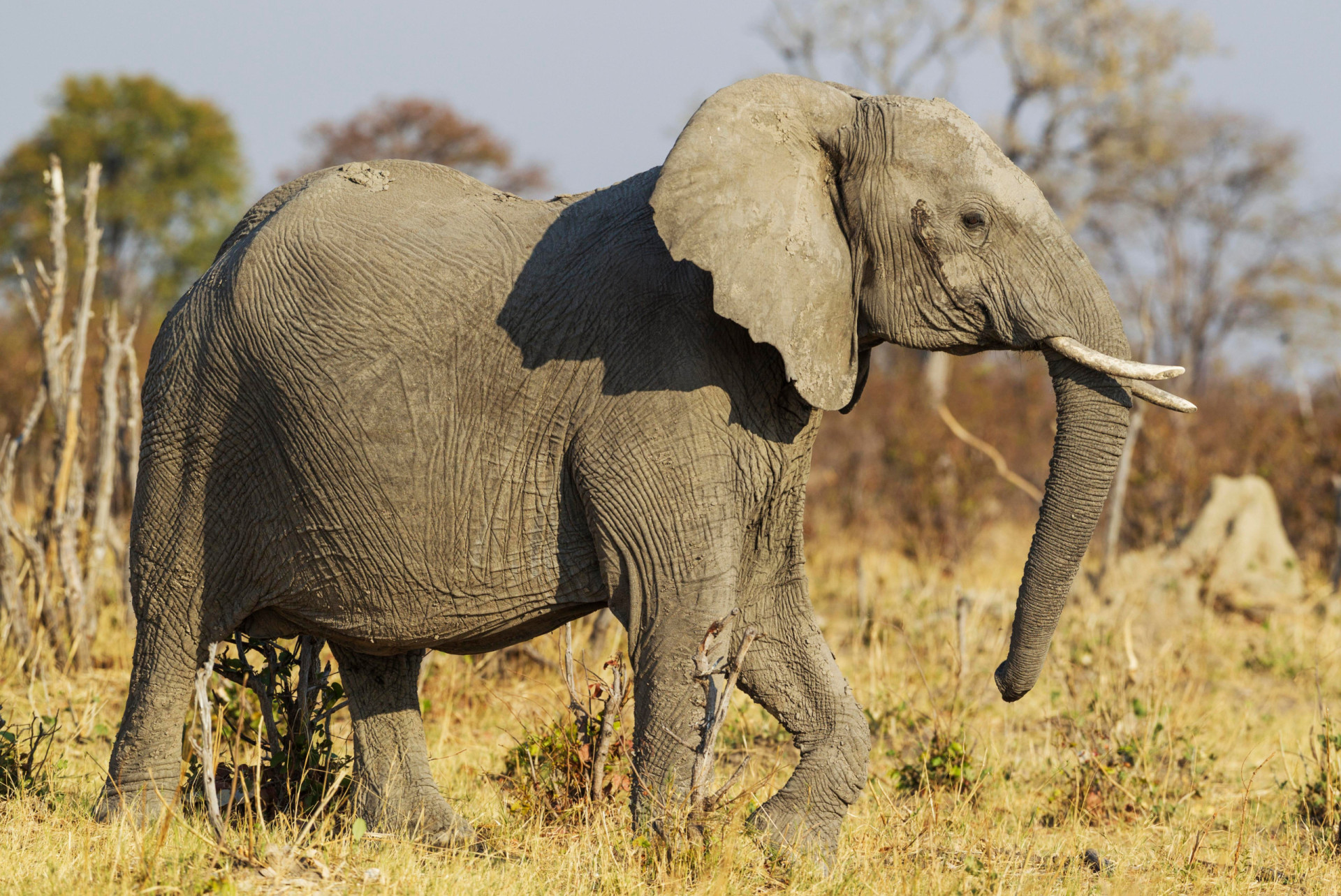 Pregnant pauses: animals with the longest gestation periods