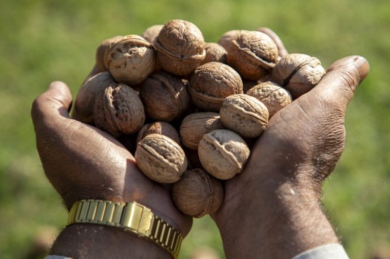 The most popular nuts, ranked from most to least healthy
