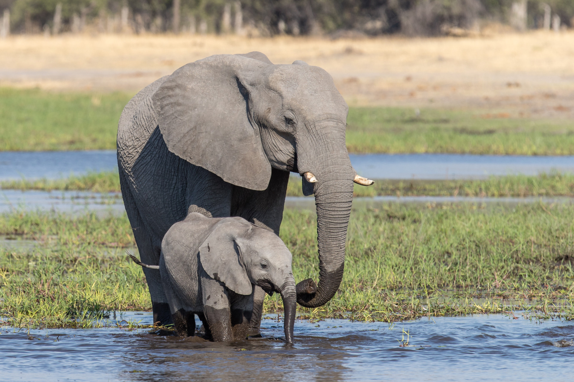 Pregnant pauses: animals with the longest gestation periods