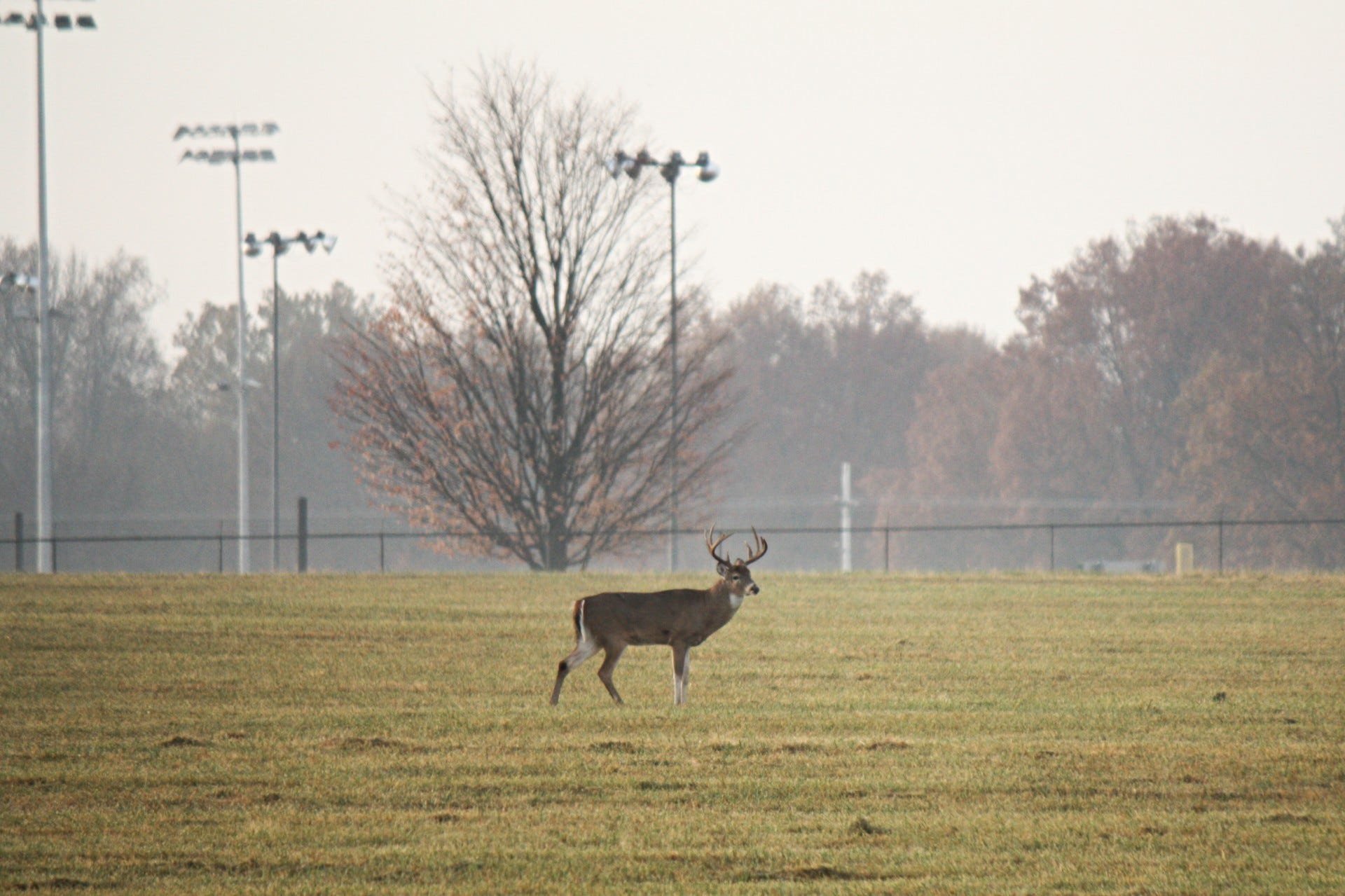 During hunting season, Springfield's Downtown Airport offers safe space ...