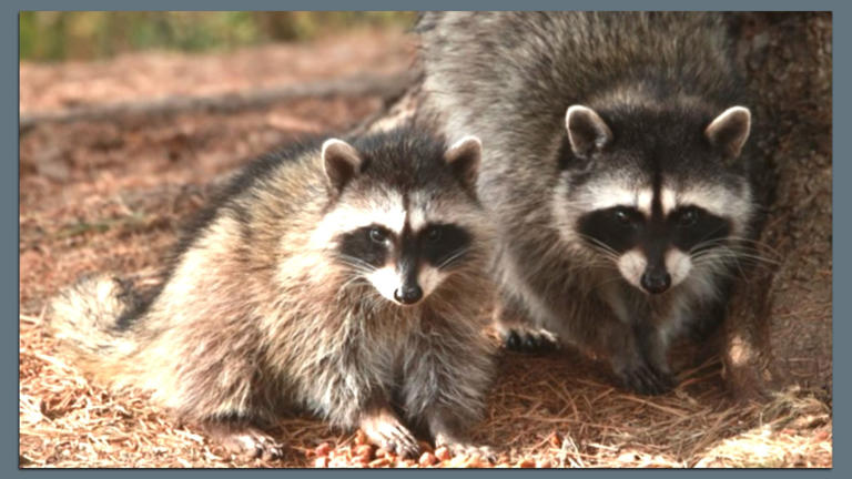 Seattle's trash pandas are evolving in plain sight