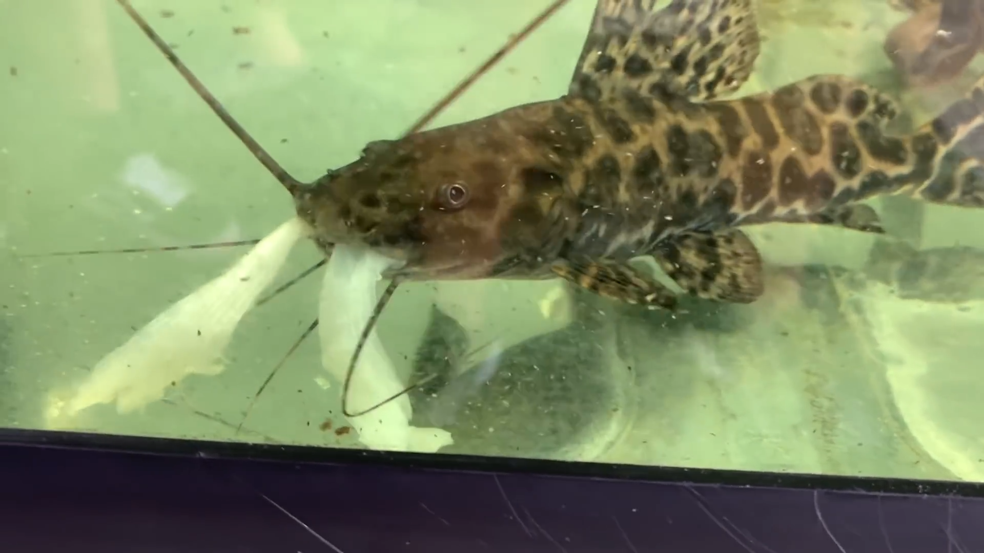 Vending machine that sells live aquarium fish