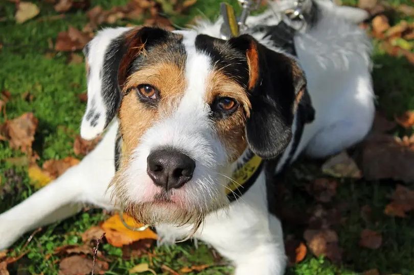 10 dogs at Dogs Trust Merseyside looking for their forever homes