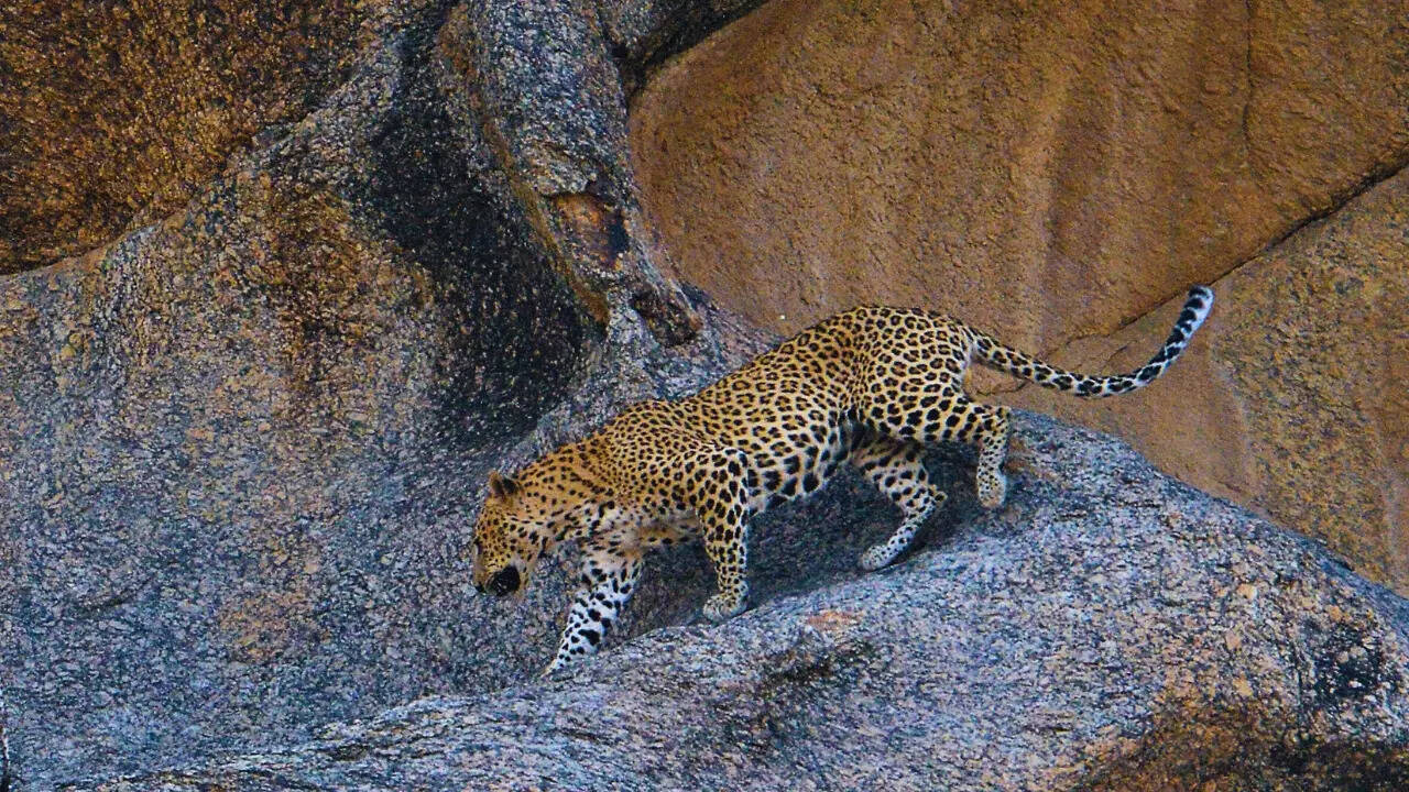 Winter wildlife adventures in India: 5 forests in India that offer the ...