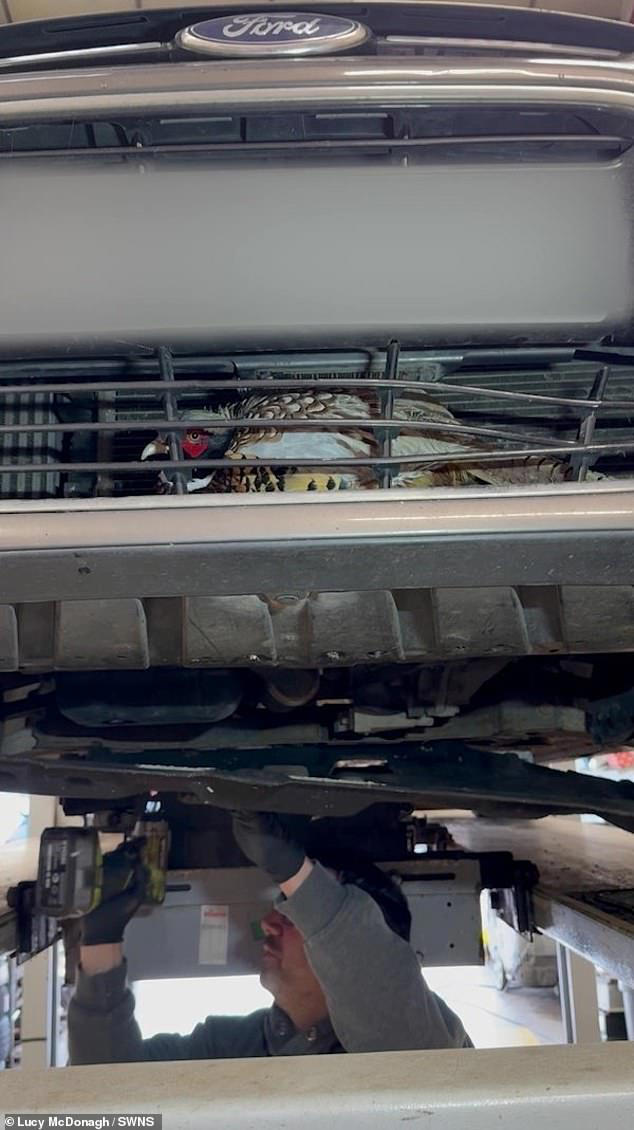 Pheasant Plucker: Wild bird rescued unscathed 24 hours after it rams ...
