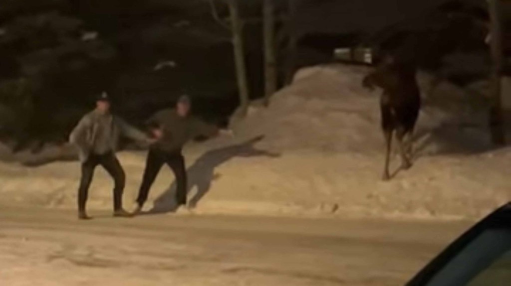 Instant karma as Montana moose shows two men why you never tease wildlife