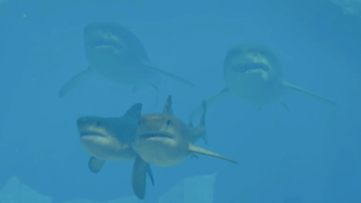 Major discovery proves gigantic sharks roamed Australia's coastlines