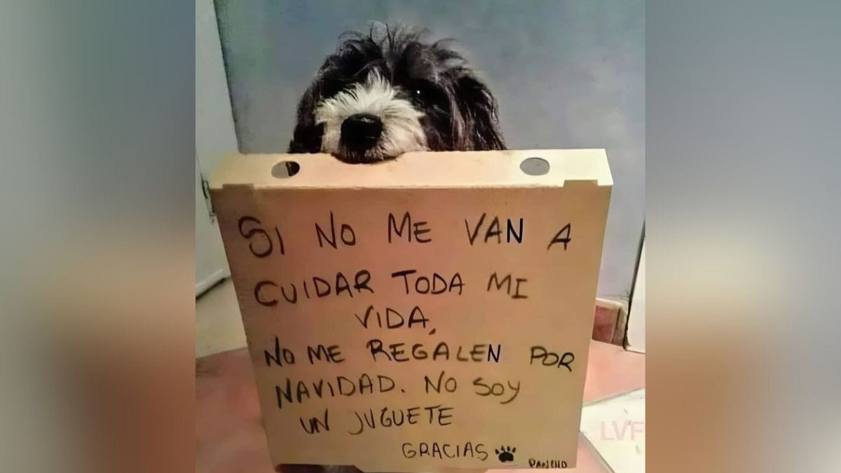 Un perro no es un capricho navideño: la foto viral que toca la fibra en ...