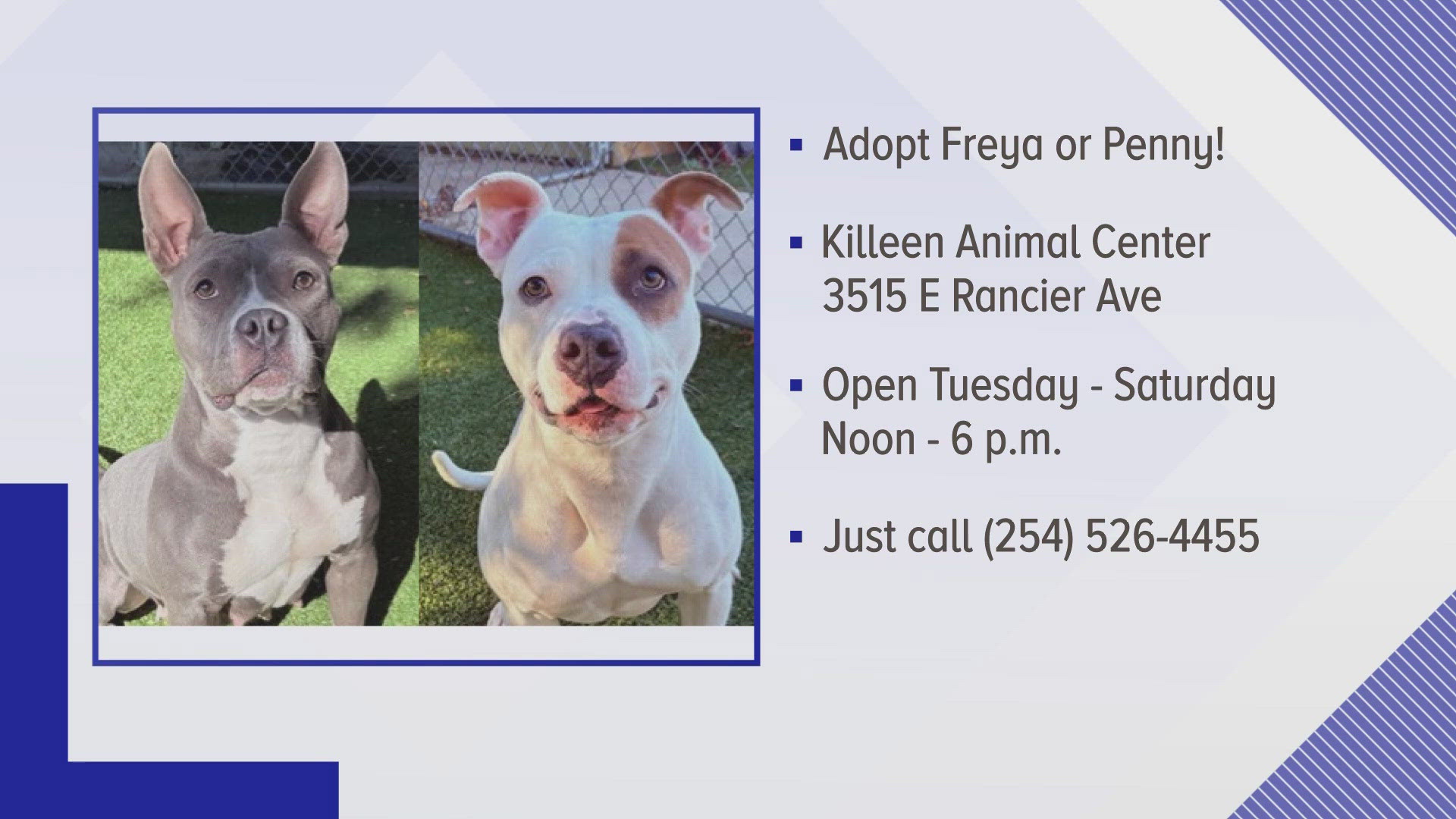 Perfect Pet: Meet Freya and Penny!