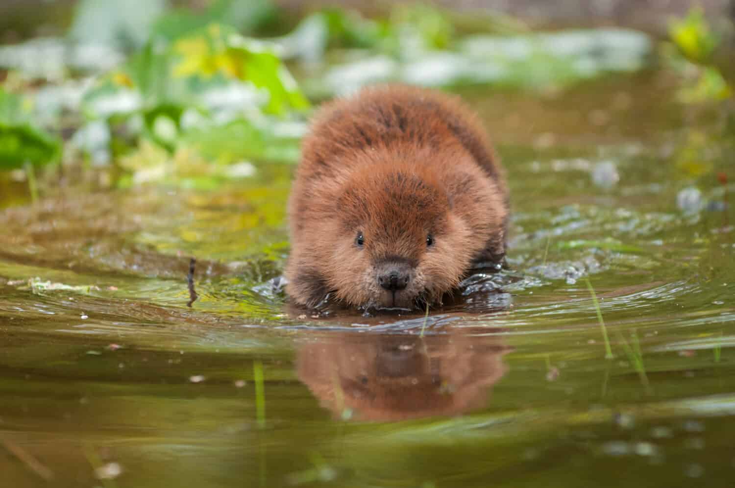These states have the largest beaver populations in America