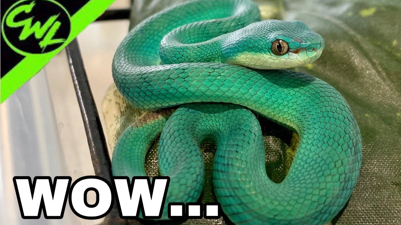 Blue pit viper!