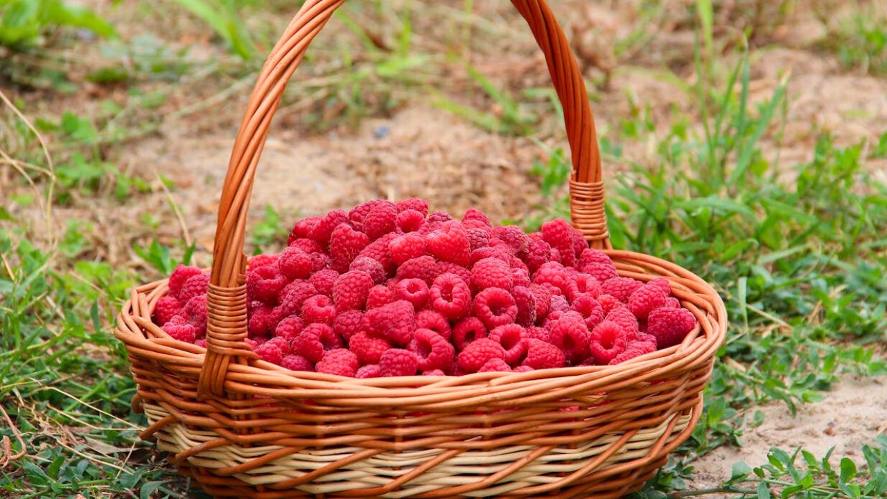 Berry bush choices that set you up for early fruit