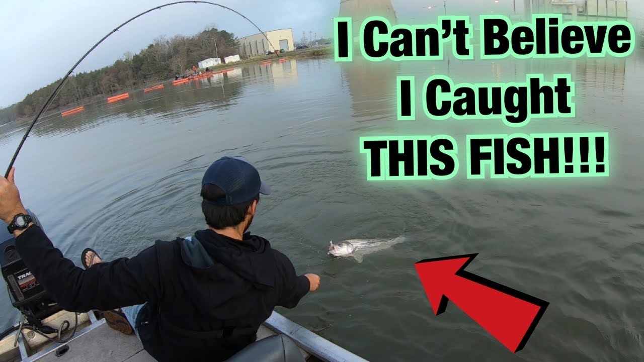 Amazing striped bass caught and cooked into fish tacos