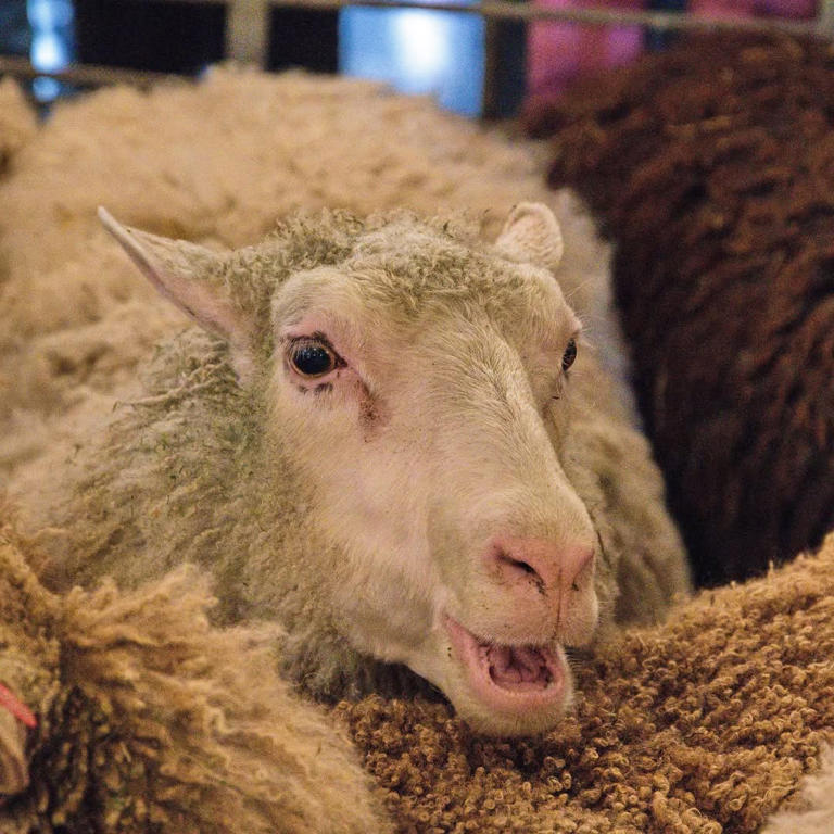 Gale Woods Farm Sheep Shearing and Holiday Gifts