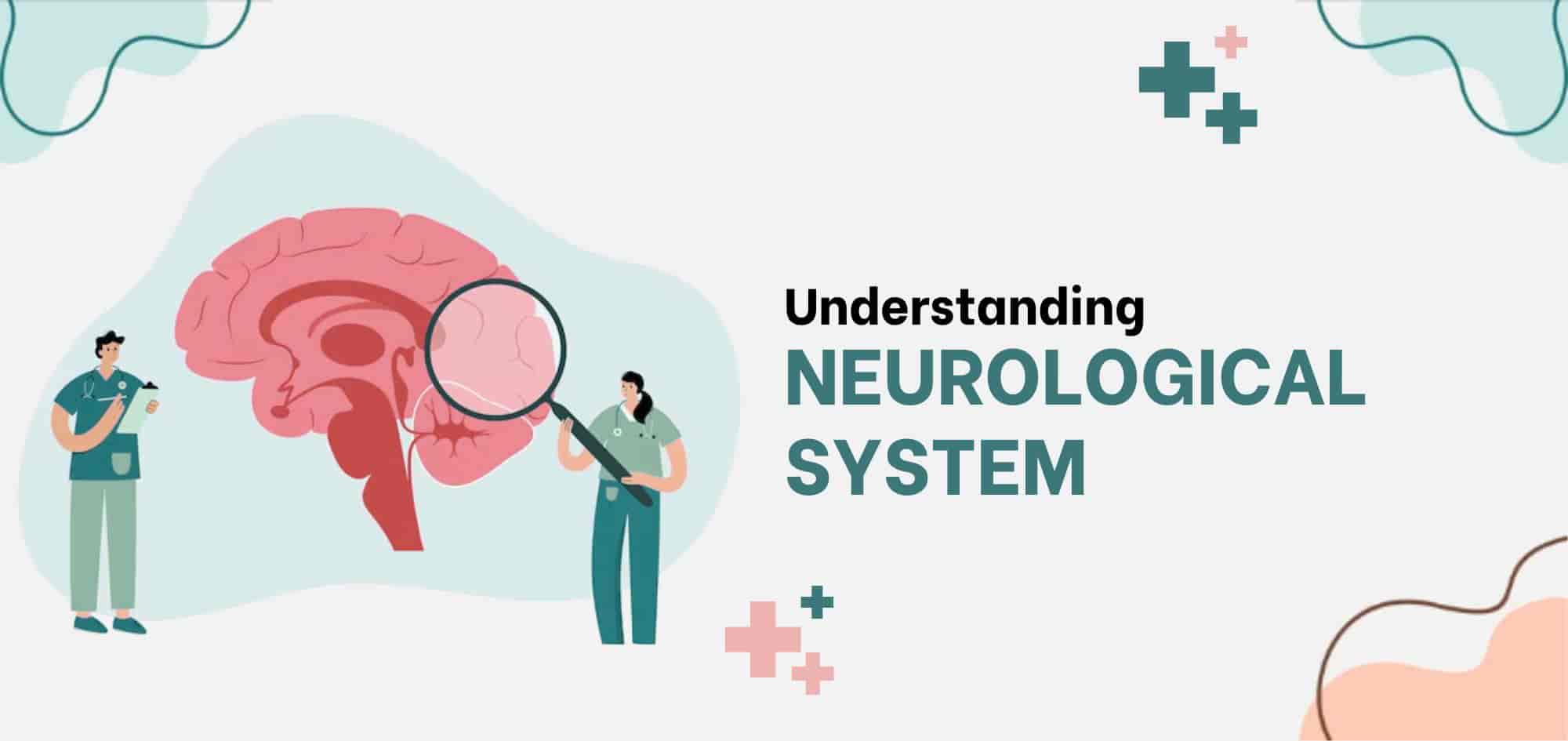 Inside the Neurologic System: The Hidden Maestro Behind How Your Body ...