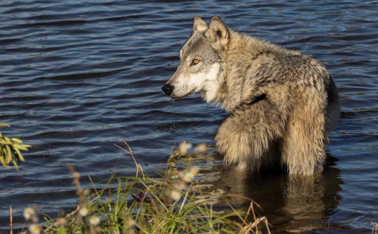 Scientists Amazed by Wild Wolf in Canada Exhibiting Rare Behavior of ...
