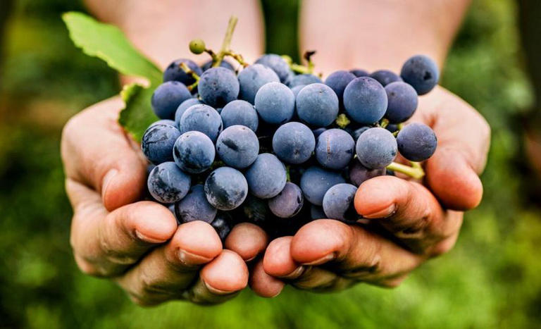 Grapes For A Healthy Heart: Why You Should Make Them A Staple
