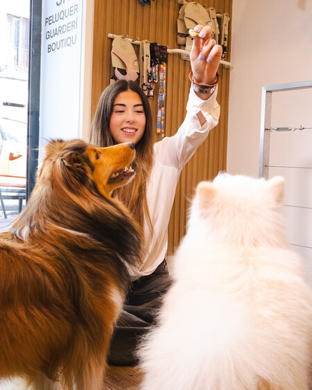 Qué hago con mi perro si me voy de viaje: cuatro alternativas para que ...