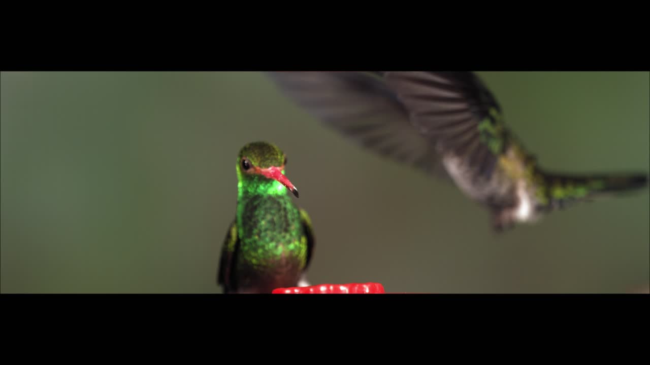 Hummingbird Shakes Off Bee at Feeder