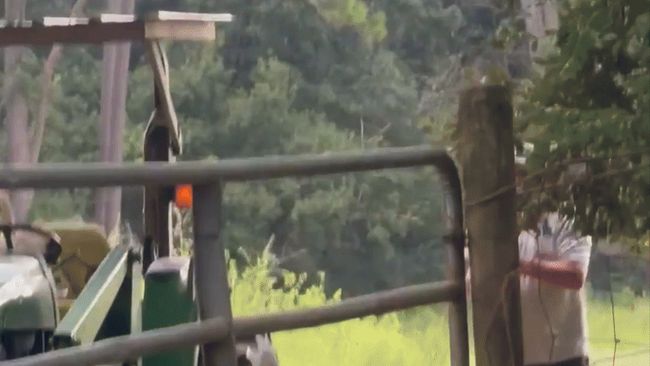 Piglet Has Hilarious, and Ear-Splitting, Response to Being Picked Up