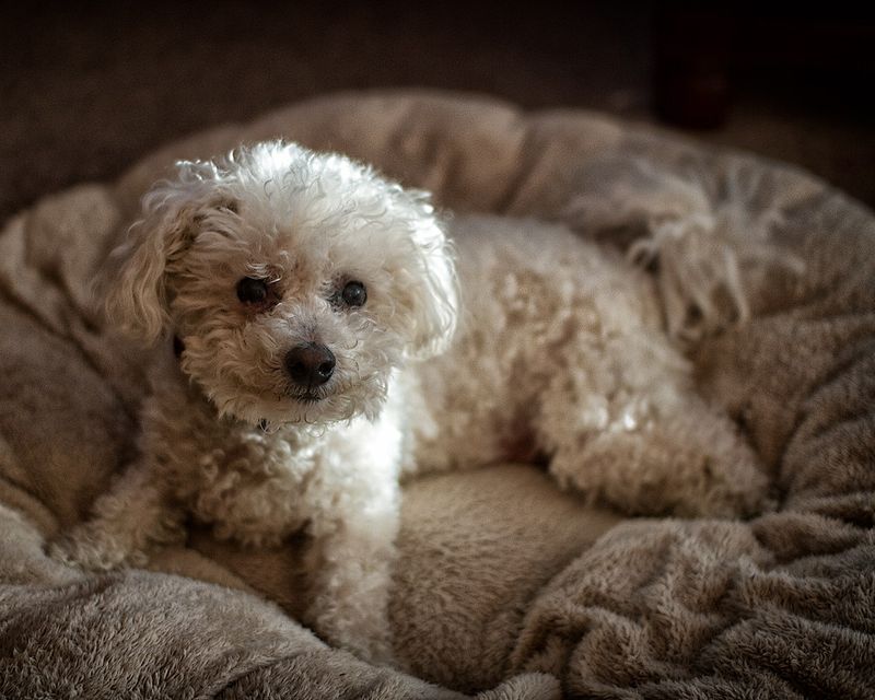 12 Dog Types That Can't Stand Being Left Alone (And Show It Dramatically)