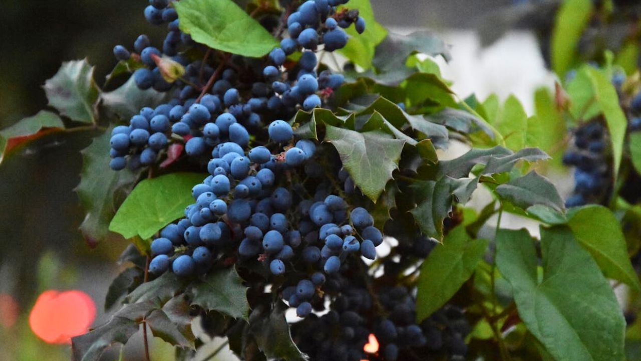 Berry bush choices that set you up for early fruit