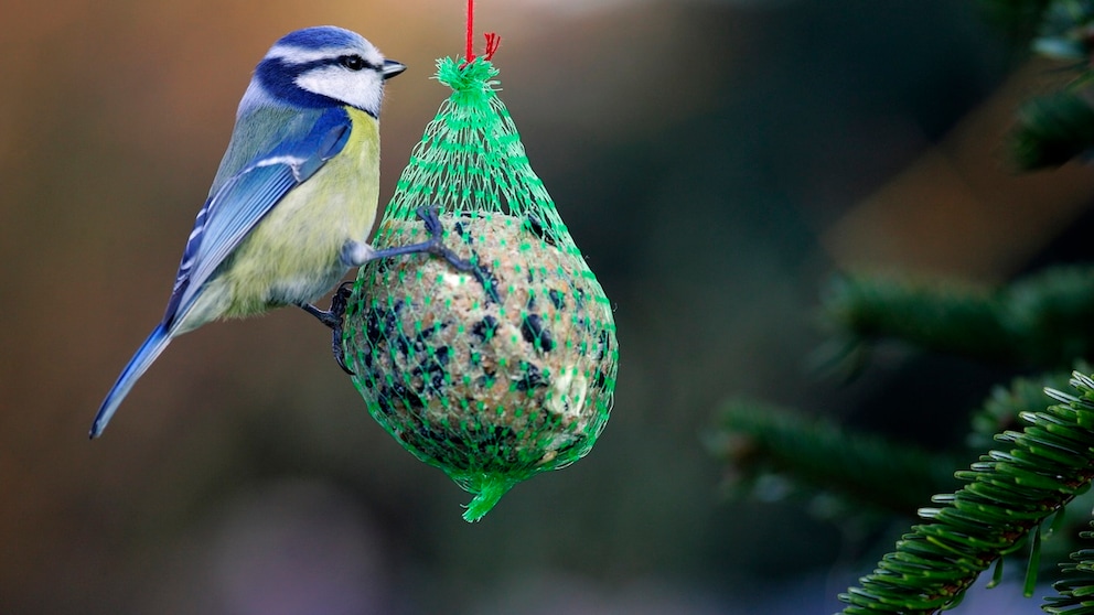 Warning: Fat Balls Can Be Dangerous for Birds