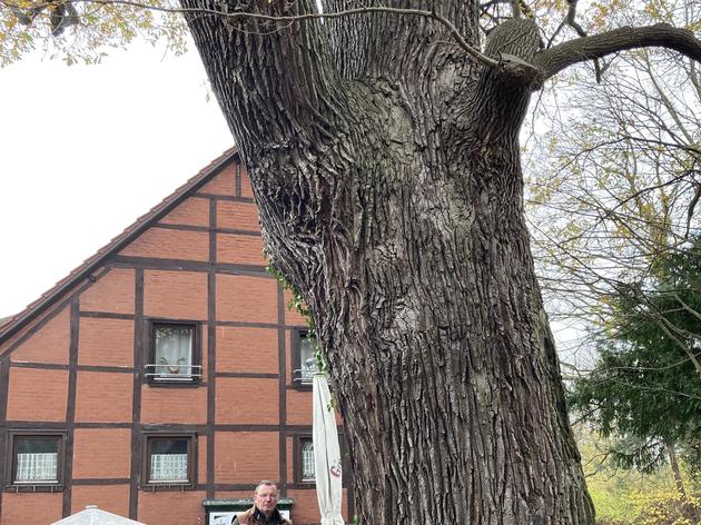 „Pflegefall“: Ältester Baum der Stadt hat Probleme