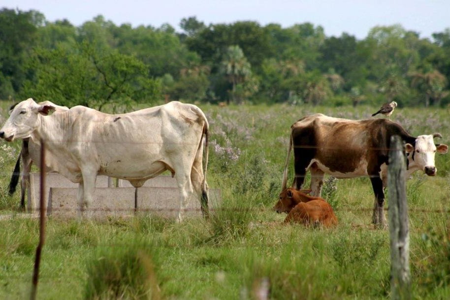 Nearly 3,000 Uruguayan cows trapped on cargo ship for two months