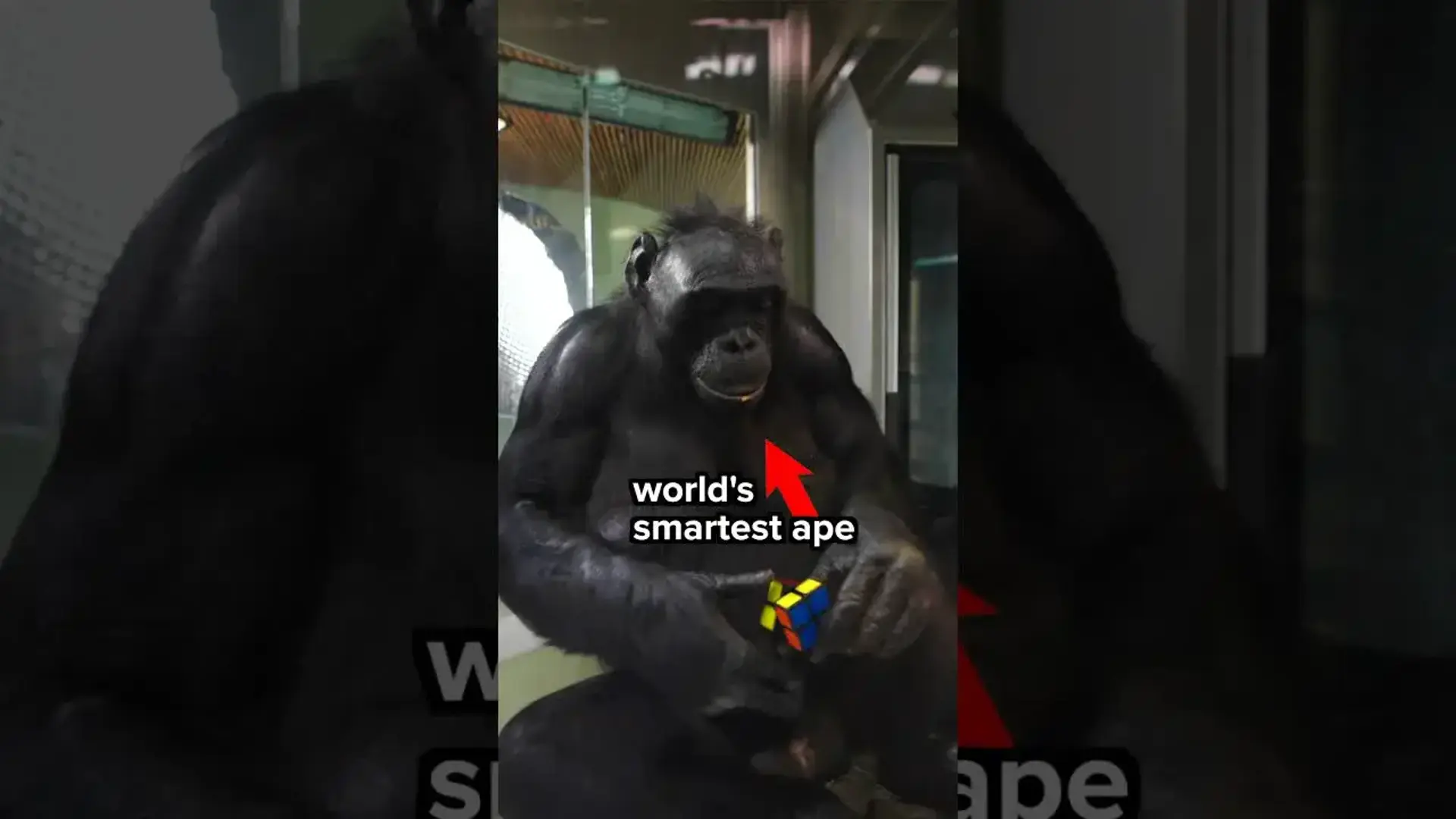 Ape solves Rubik's Cube, taught the world's smartest ape