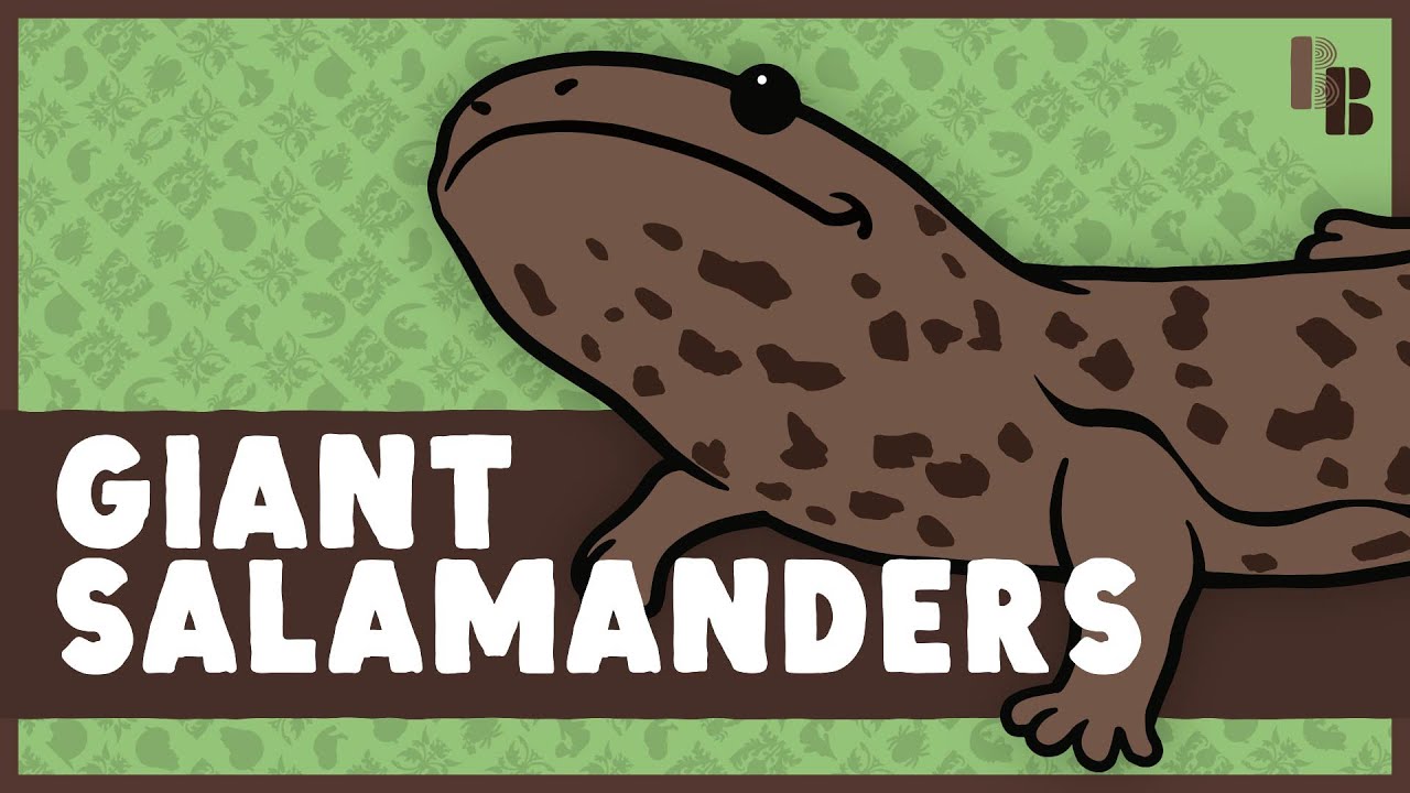 Extinction, a pyramid scheme, & the world's largest salamander