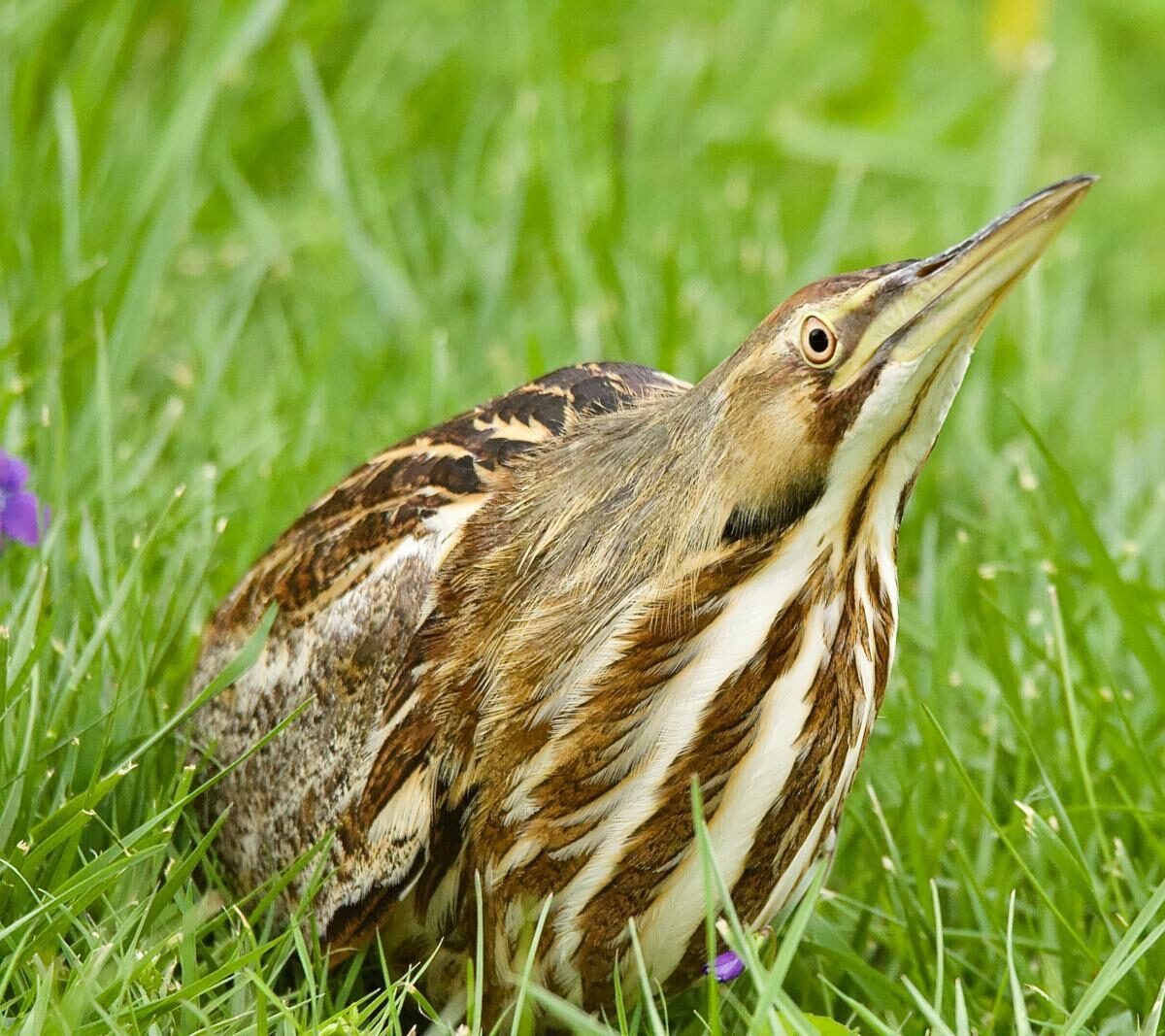 Look for an American Bittern Bird in the Marsh