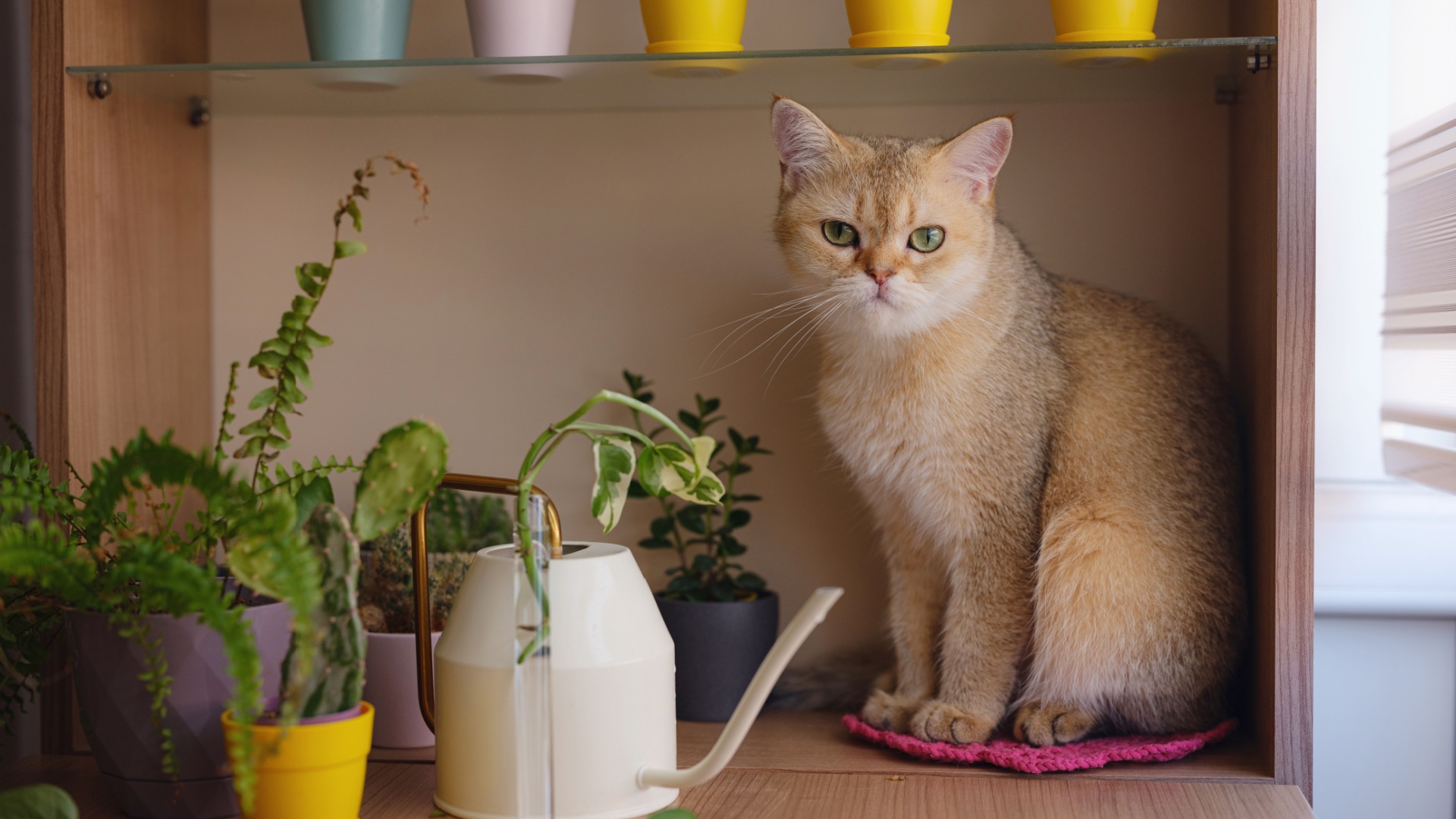 Signs That Your Cat Secretly Hates You, According To An Expert