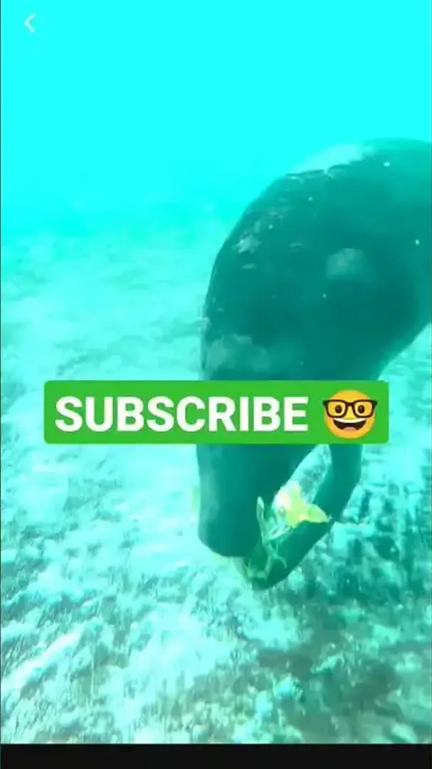 Start working remote for amazing wildlife experiences