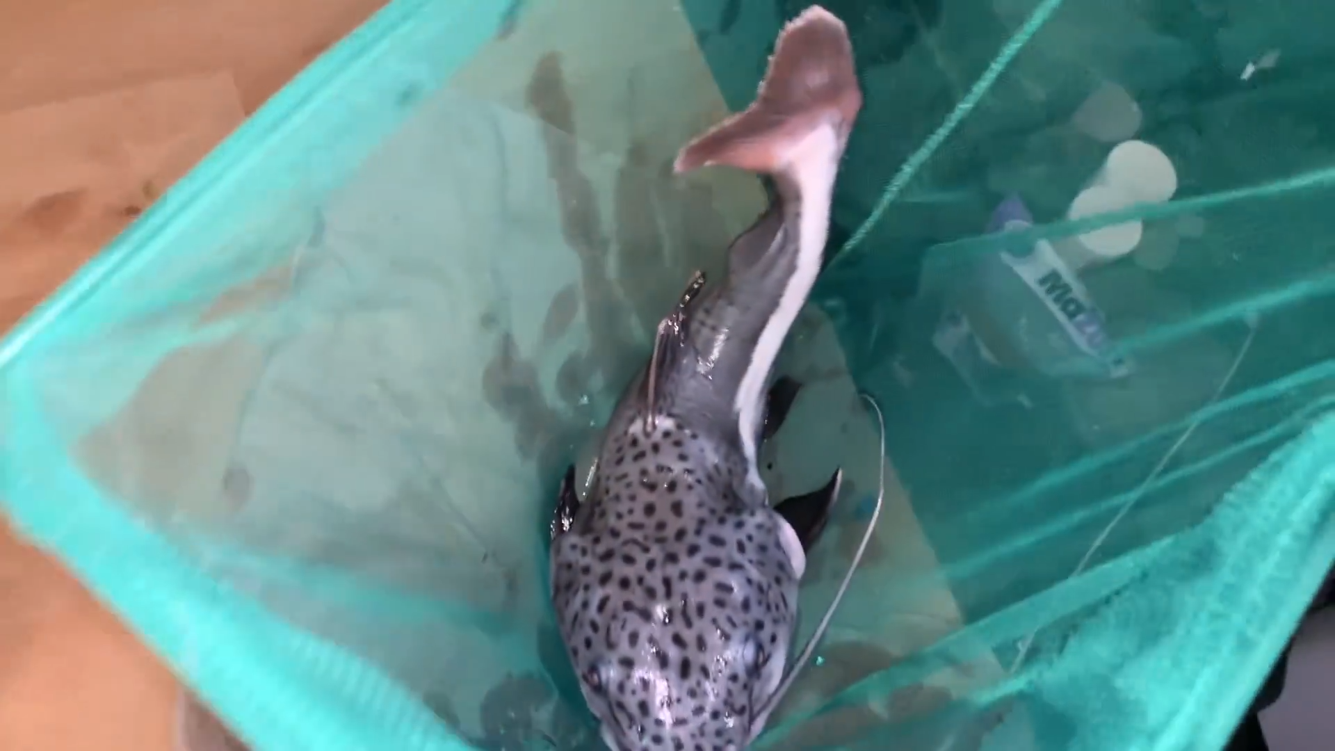 Buying monster fish using an online app