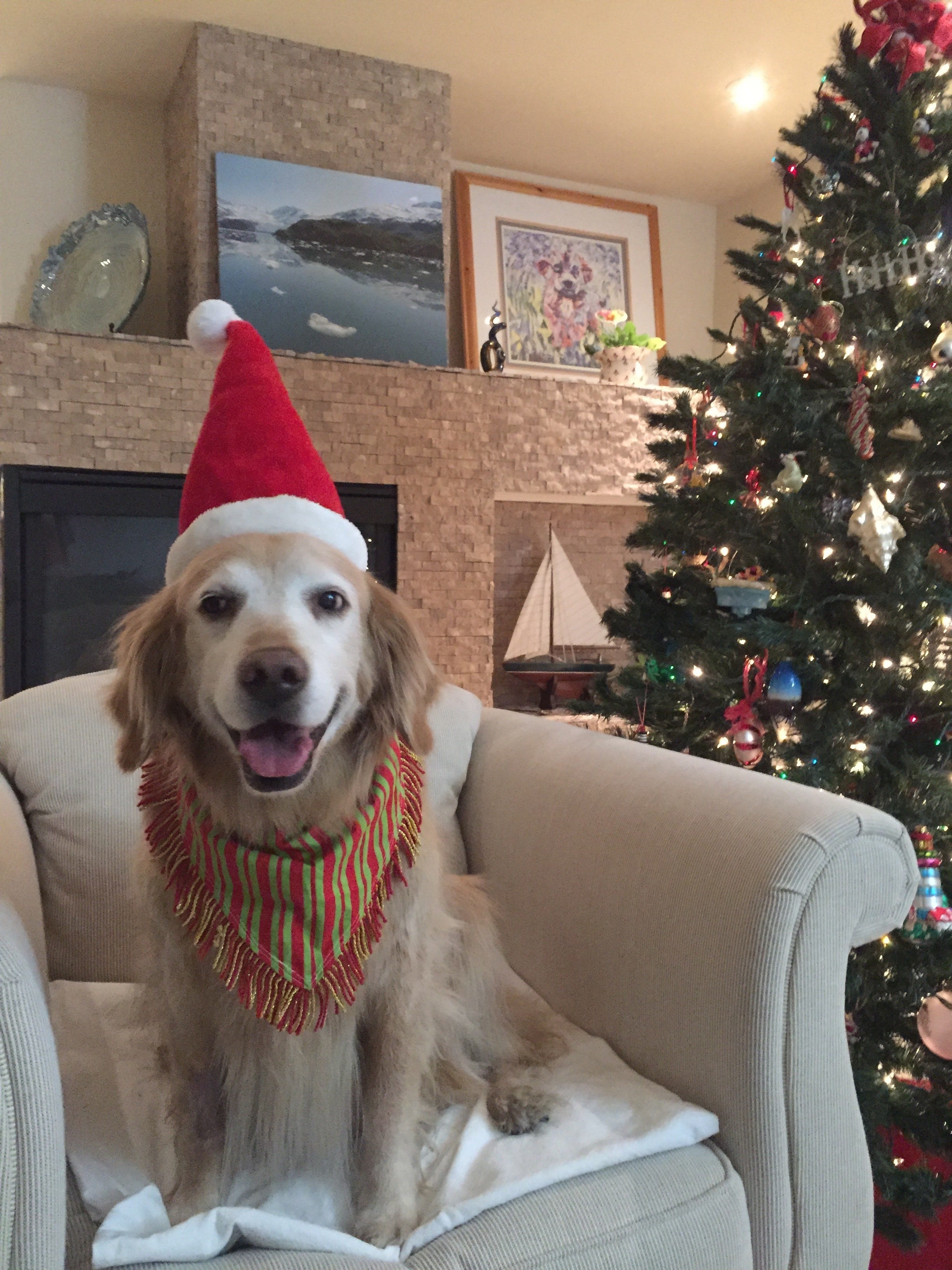 Arizona pets get dressed for the holidays. See reader photos