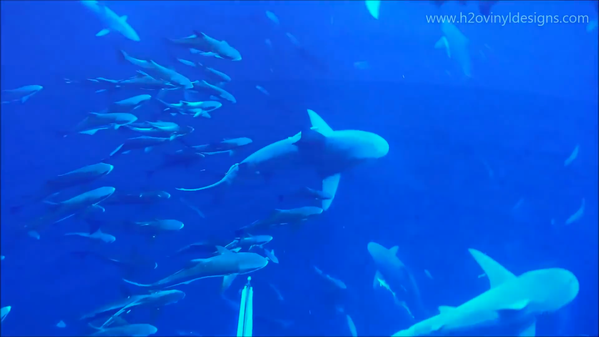 Spearfishing with big Sharks