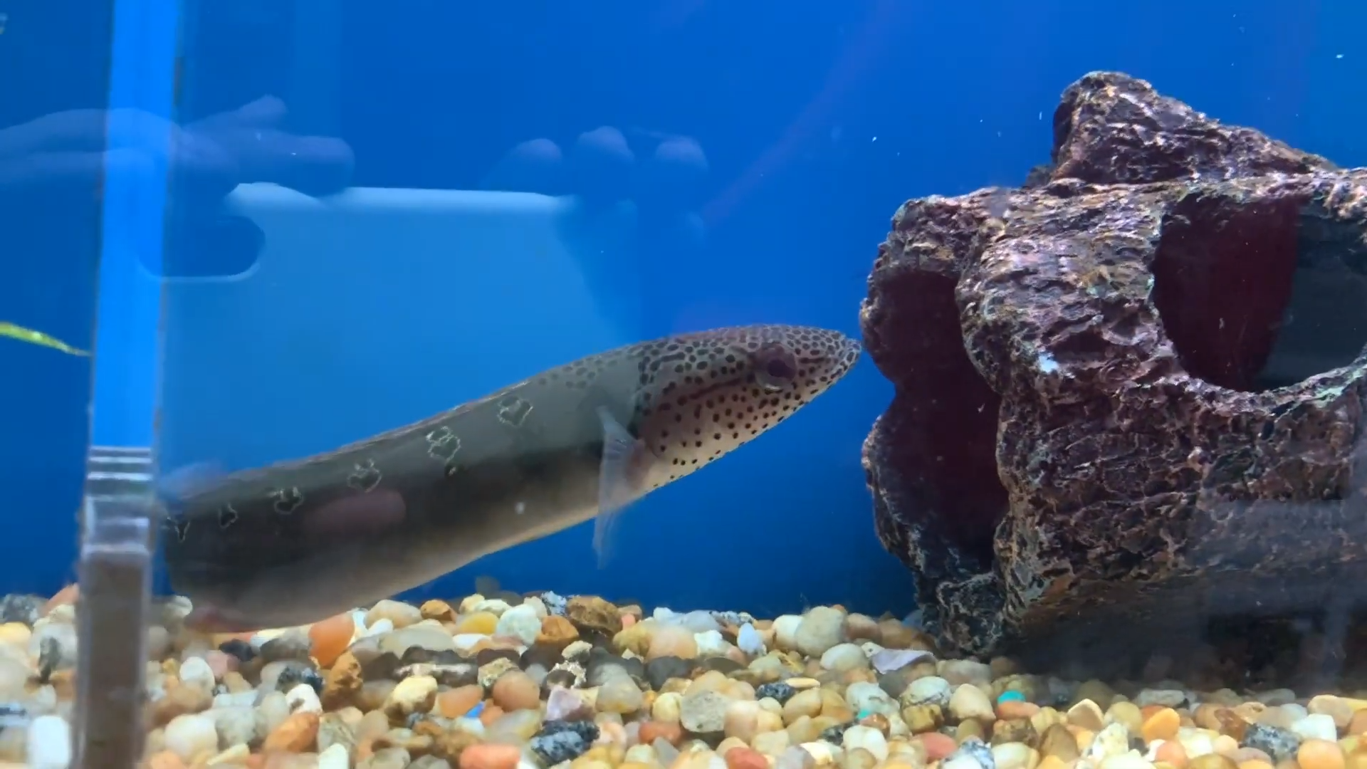 Weird alien fish found in a mud puddle