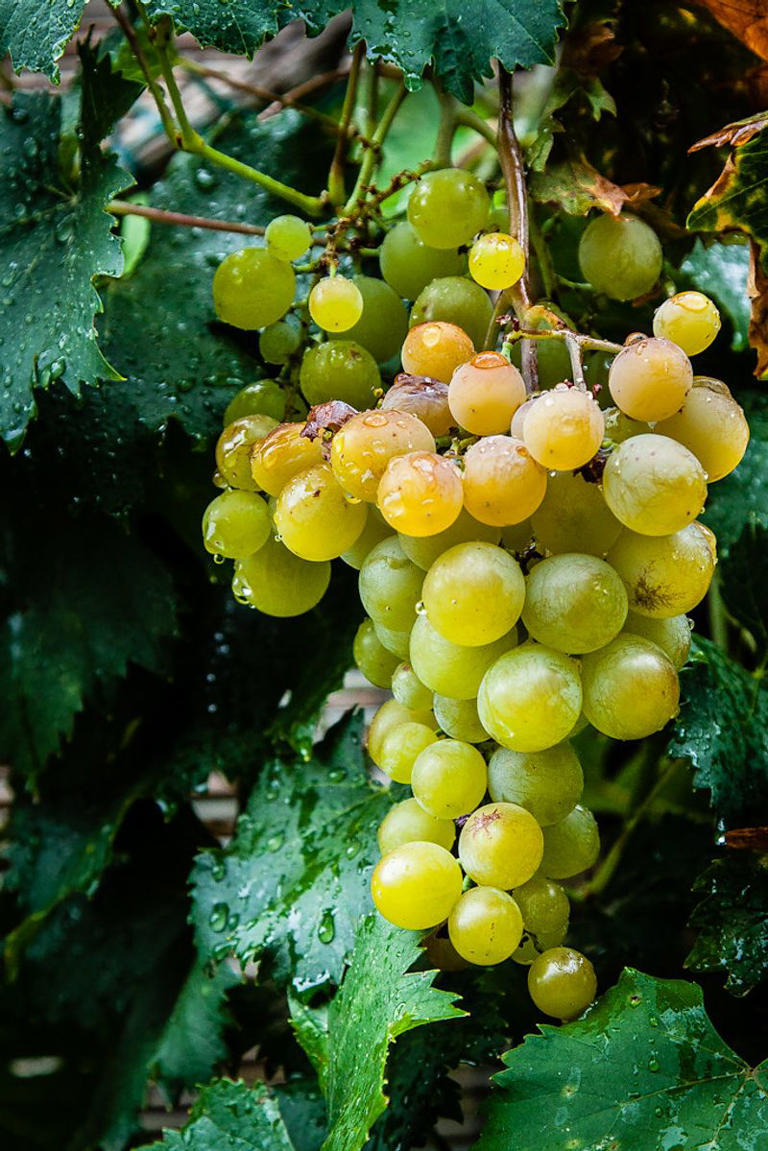 12 Foods You Love That Could Quietly Harm Your Dog