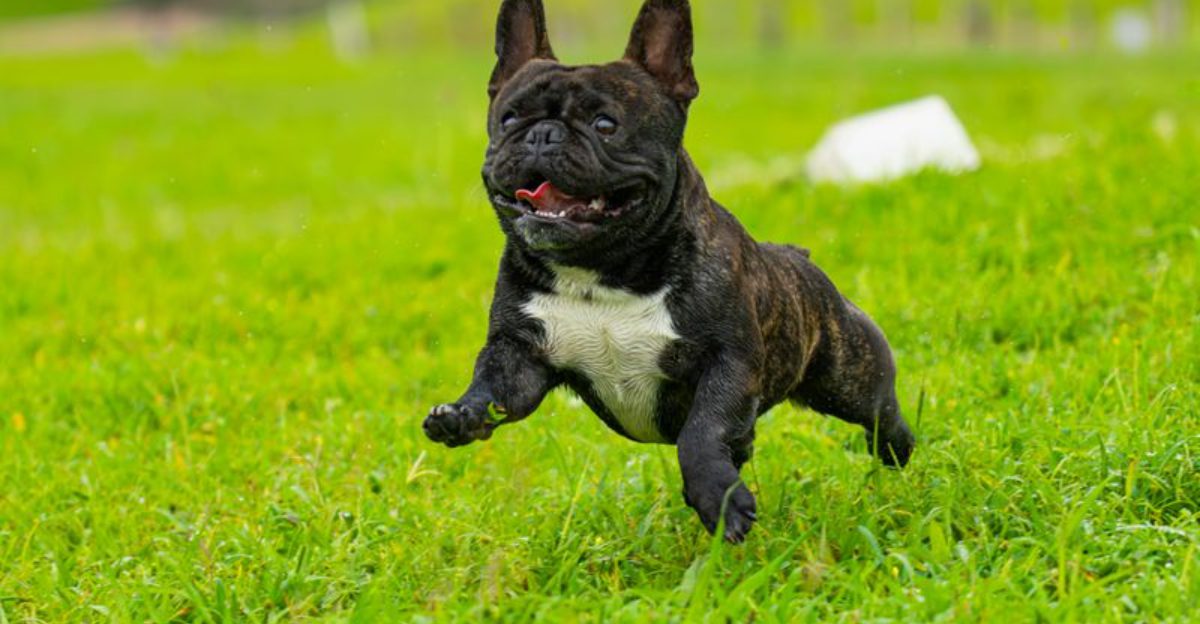 16 Dog Types That Get Hyper-Excited Every Time The Leash Comes Out